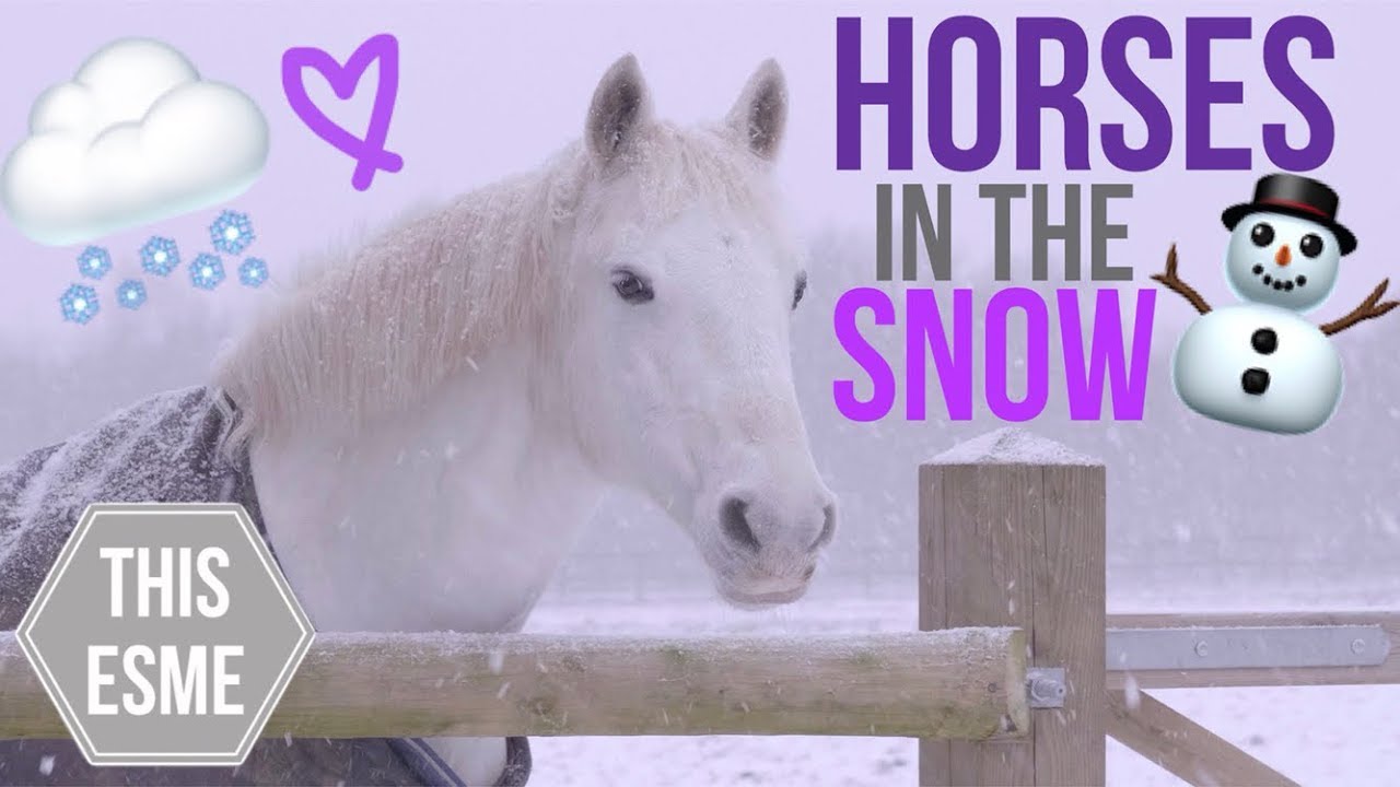 Vlog | HORSES in the SNOW and Bringing Casper back into work | Barn ...