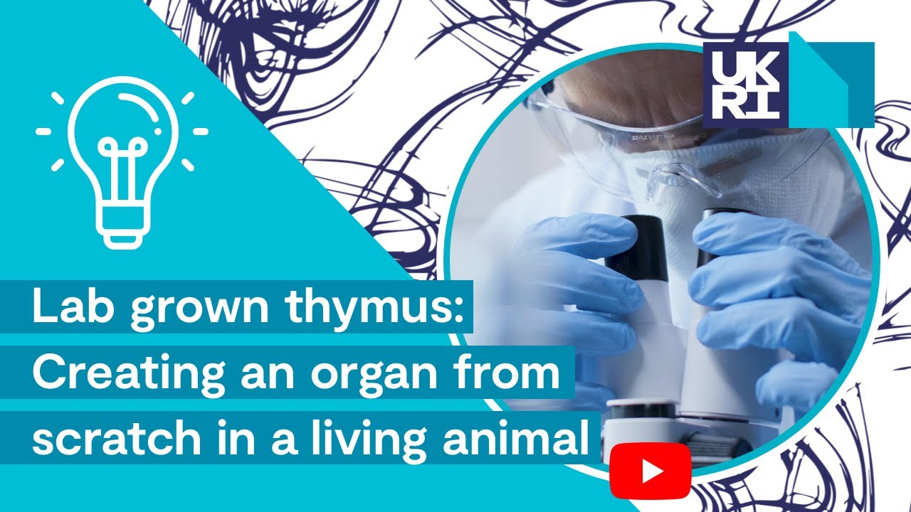 Lab Grown Organs