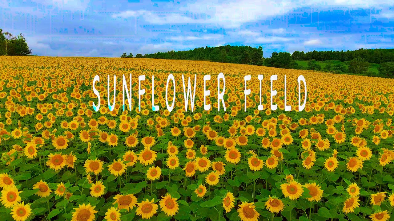 Beautiful Sunflower Field [ 4K ] - YouTube