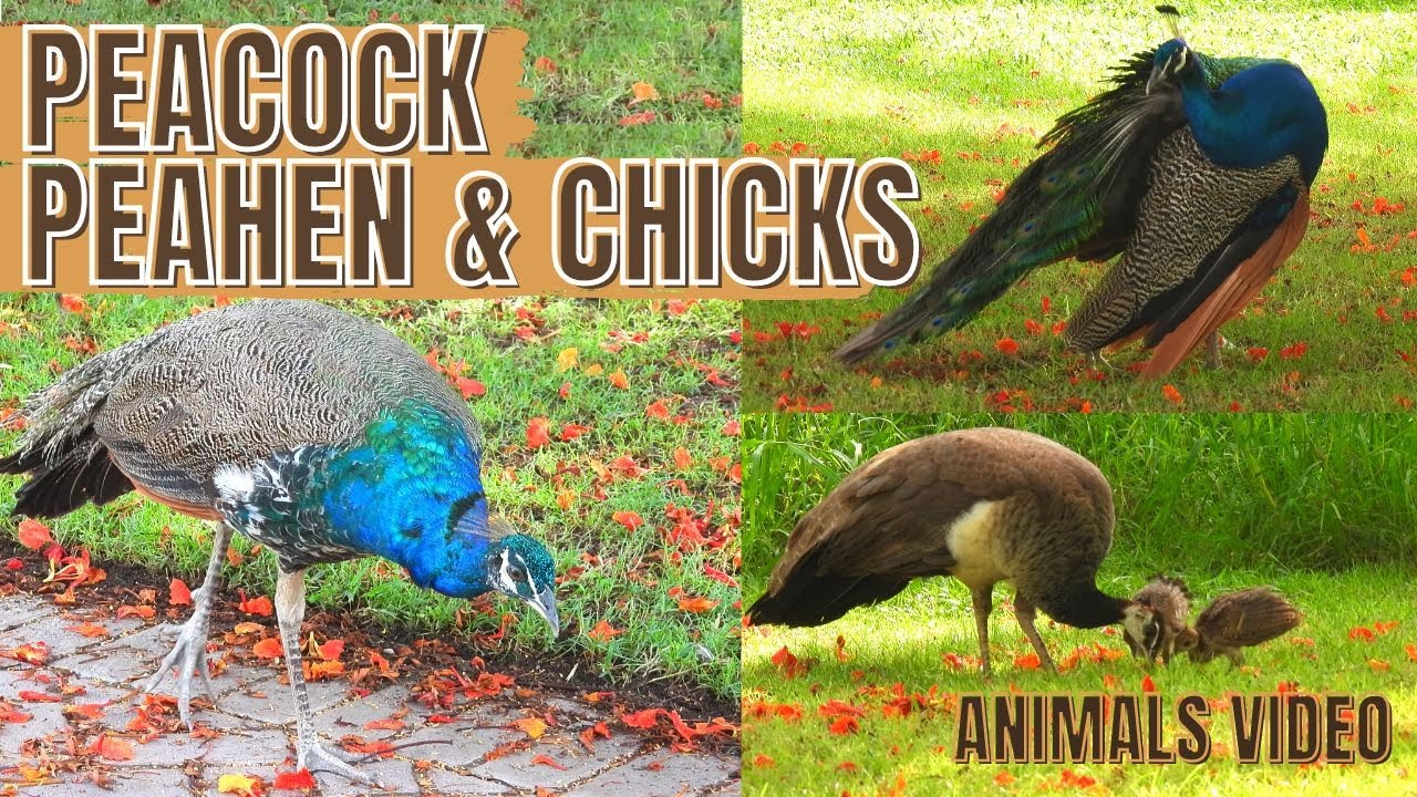PEACOCK PEAHEN AND CHICKS #peacock #peahen #beautiful #peafowl #chicks ...
