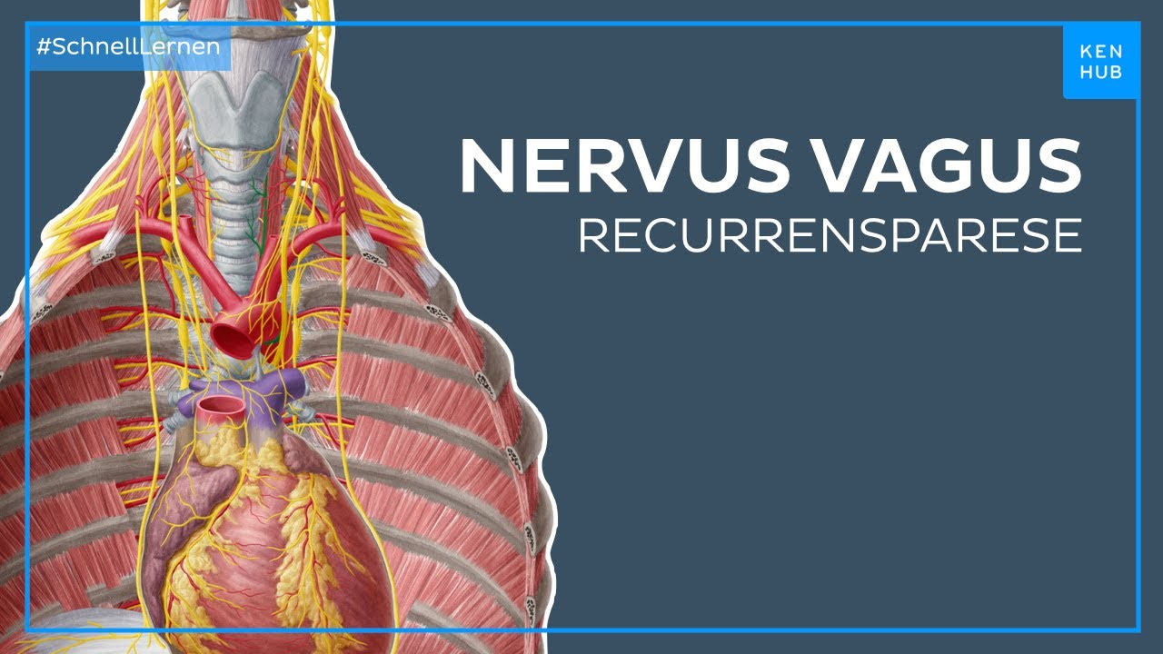 Nervus vagus Recurrensparese - Anatomie einfach erklärt | Kenhub - YouTube
