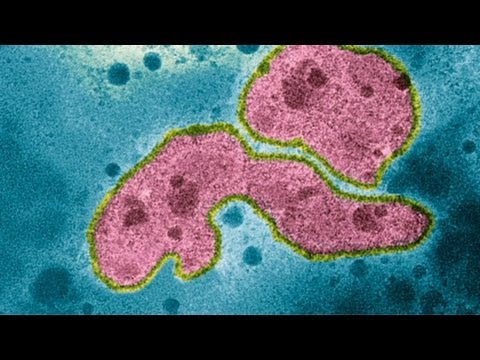 Tartışmalı kuş gribi deneyine devam