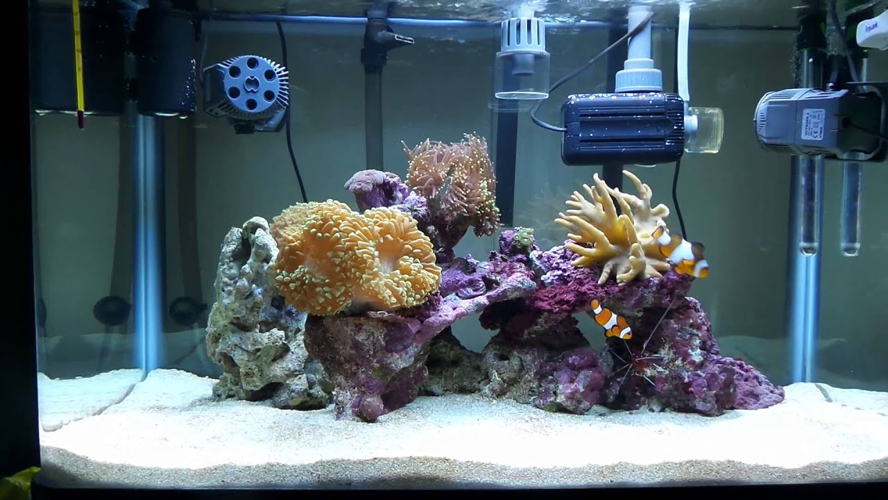 Simple Nano Mixed Reef Tank(1) - YouTube