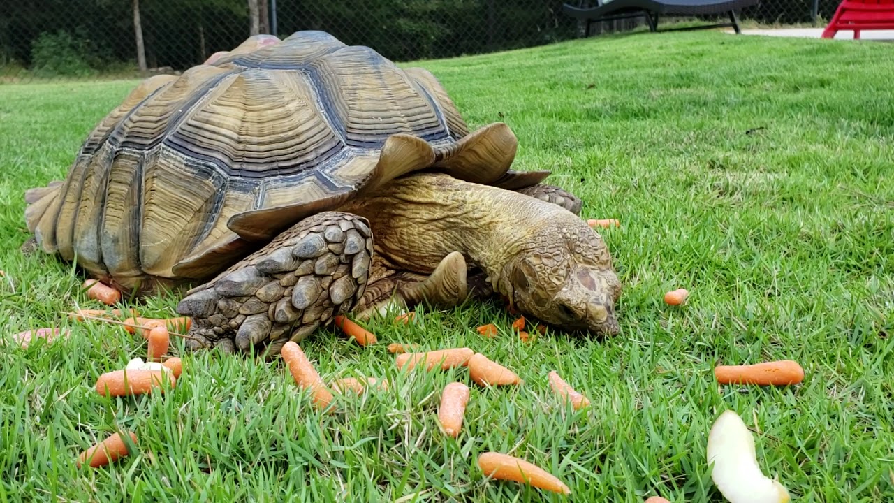 Mars eating carrots from St. Elmo - YouTube