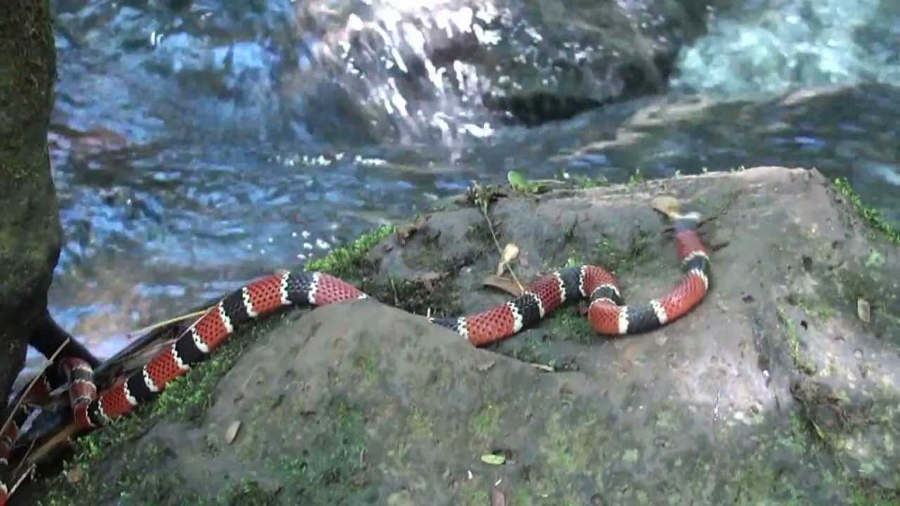 "LA SERPIENTE CORAL ROJA Y NEGRA Especie: Micrurus corallinus" - YouTube