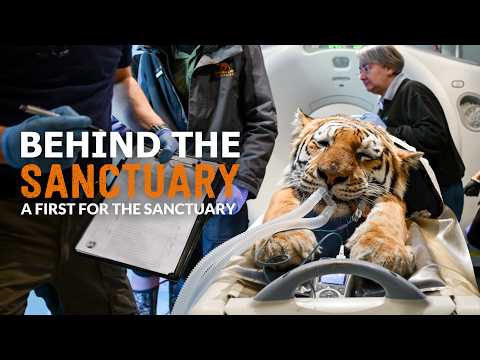 We Put a Tiger in a CT Scanner (Here's What We Found) | Behind the Sanctuary