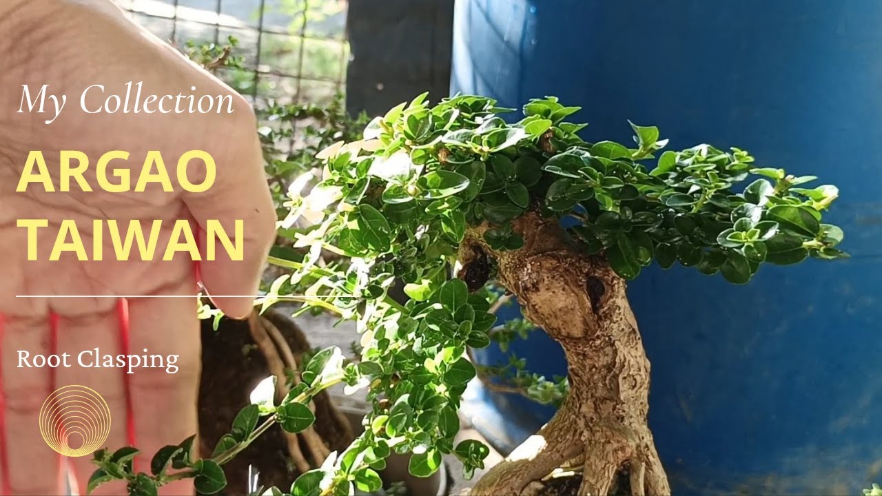my collection of argao taiwan bonsai rock clasping - YouTube