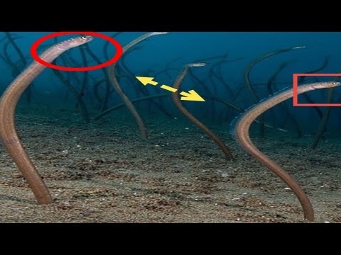 watch 6 terrifying images of the ocean that will give you nightmares ...