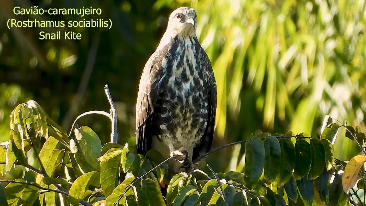 GAVIÃO-CARAMUJEIRO fêmea (ROSTRHAMUS SOCIABILIS), SNAIL KITE, GAVIÃO-DE ...