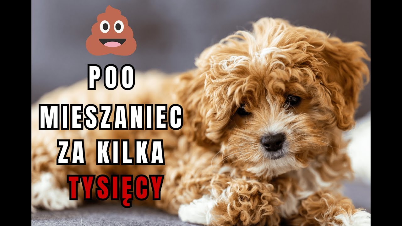 Poo 💩 Mieszaniec za kilka tysięcy - YouTube
