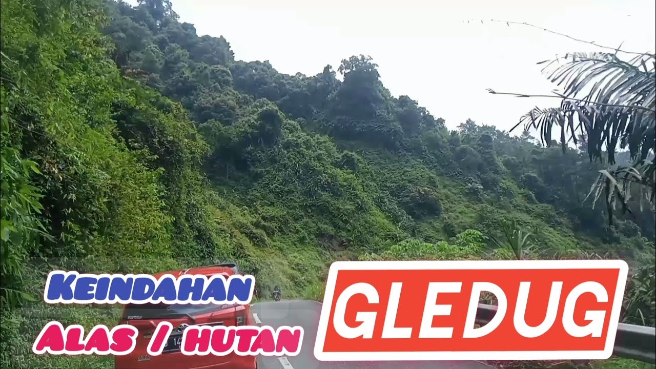Pemandangan | ALAS / HUTAN GLEDUG - YouTube