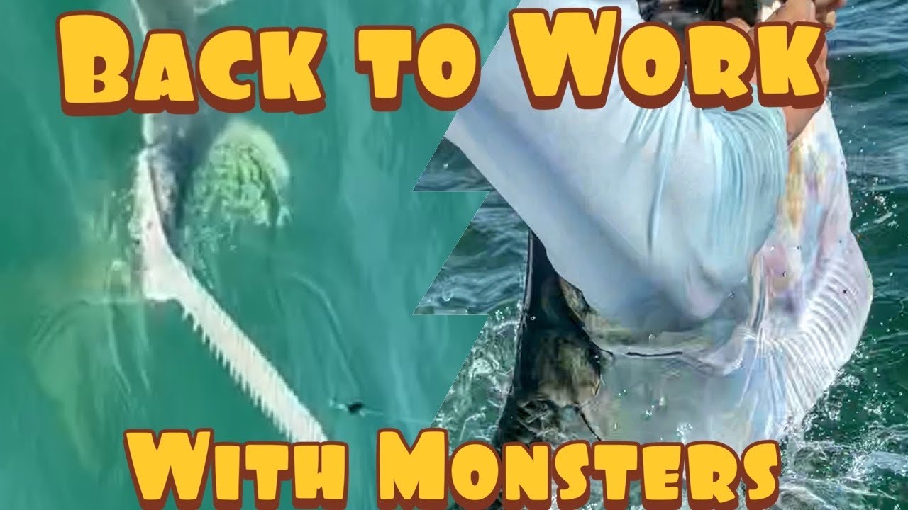 Back to Work Prehistoric Sawfish and Monster Tarpon - YouTube