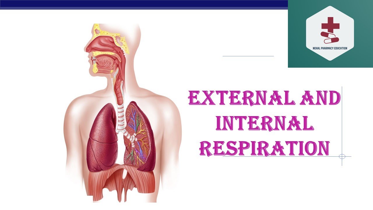 Physiology of respiration//External Respiration//Internal Respiration ...