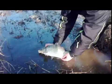 Topla Mlava, Iva i Sale vraćaju šarančiće