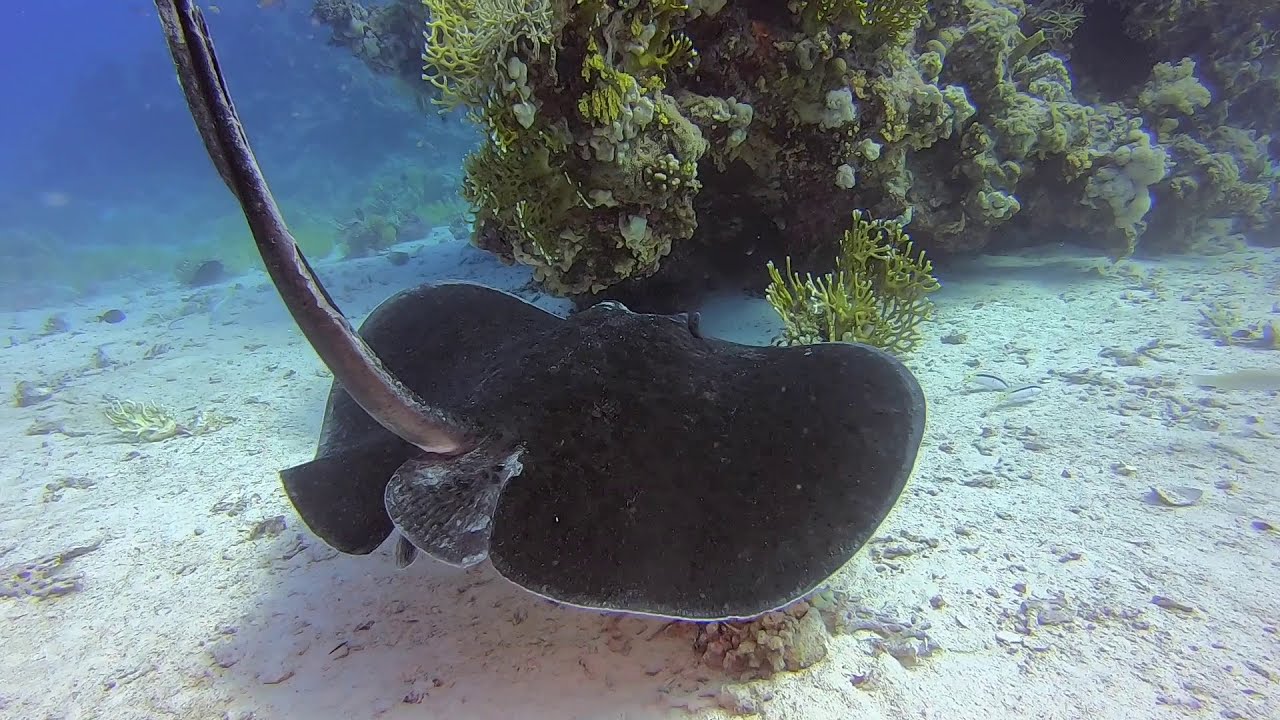 Schwarzpunkt-Stechrochen erkundet das Rote Meer - YouTube