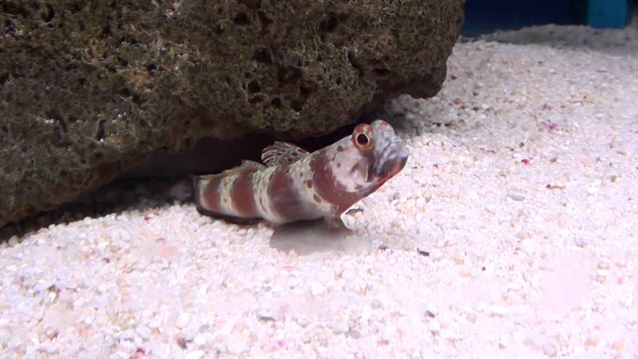 Red Banded Prawn Goby (Amblyeleotris fasciata) - Tropical Fish - YouTube