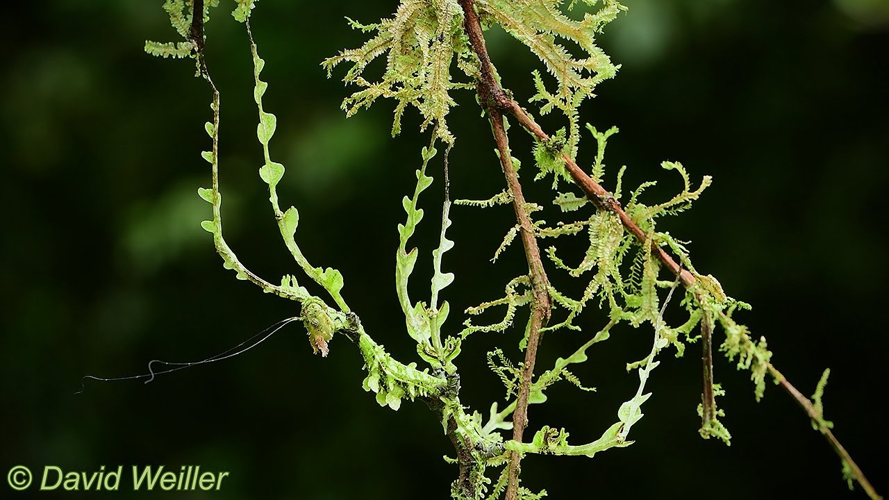 Can You See That Moss Mimic Stick Insect? - YouTube