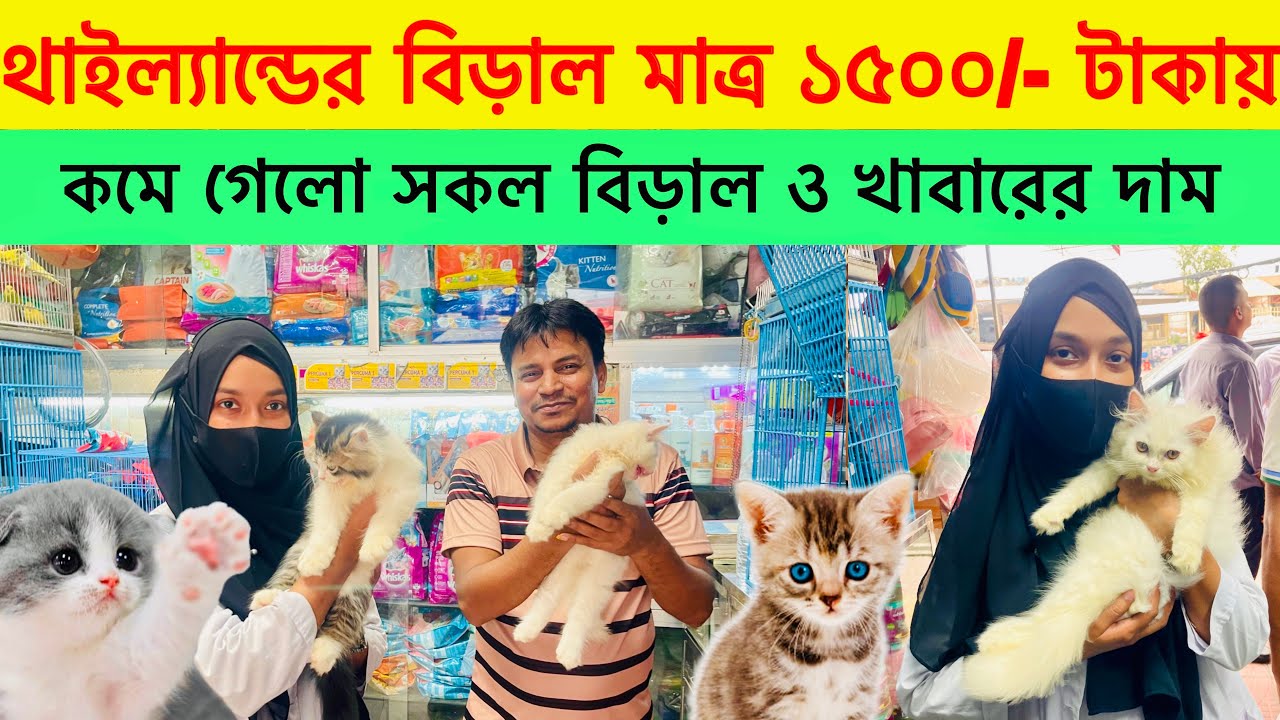 Persian Cat price in Bangladesh | Katabon Animal market in Bangladesh ...