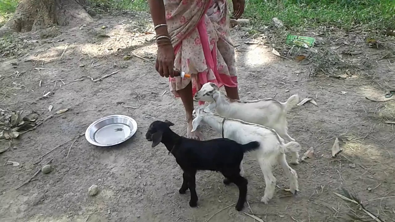 funny gote - YouTube