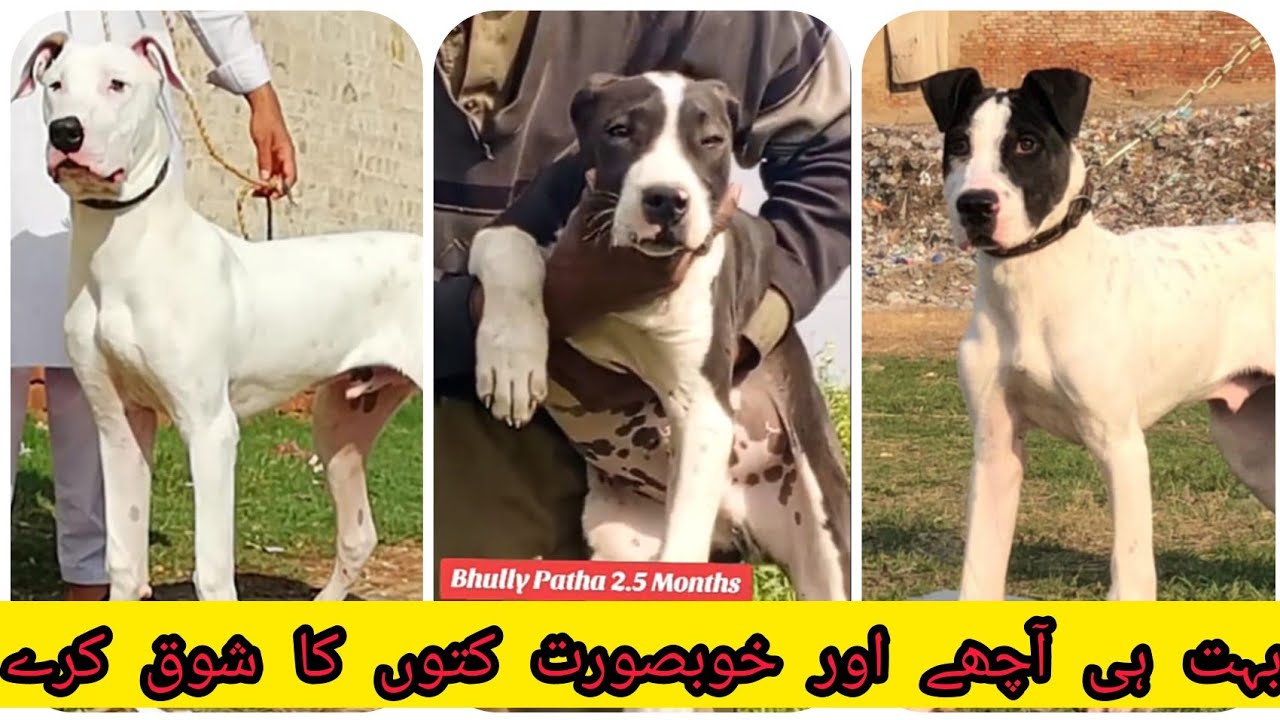 Very Beautiful Dog | Peshawar Dog Center | Top Gulter Dogs Available ...