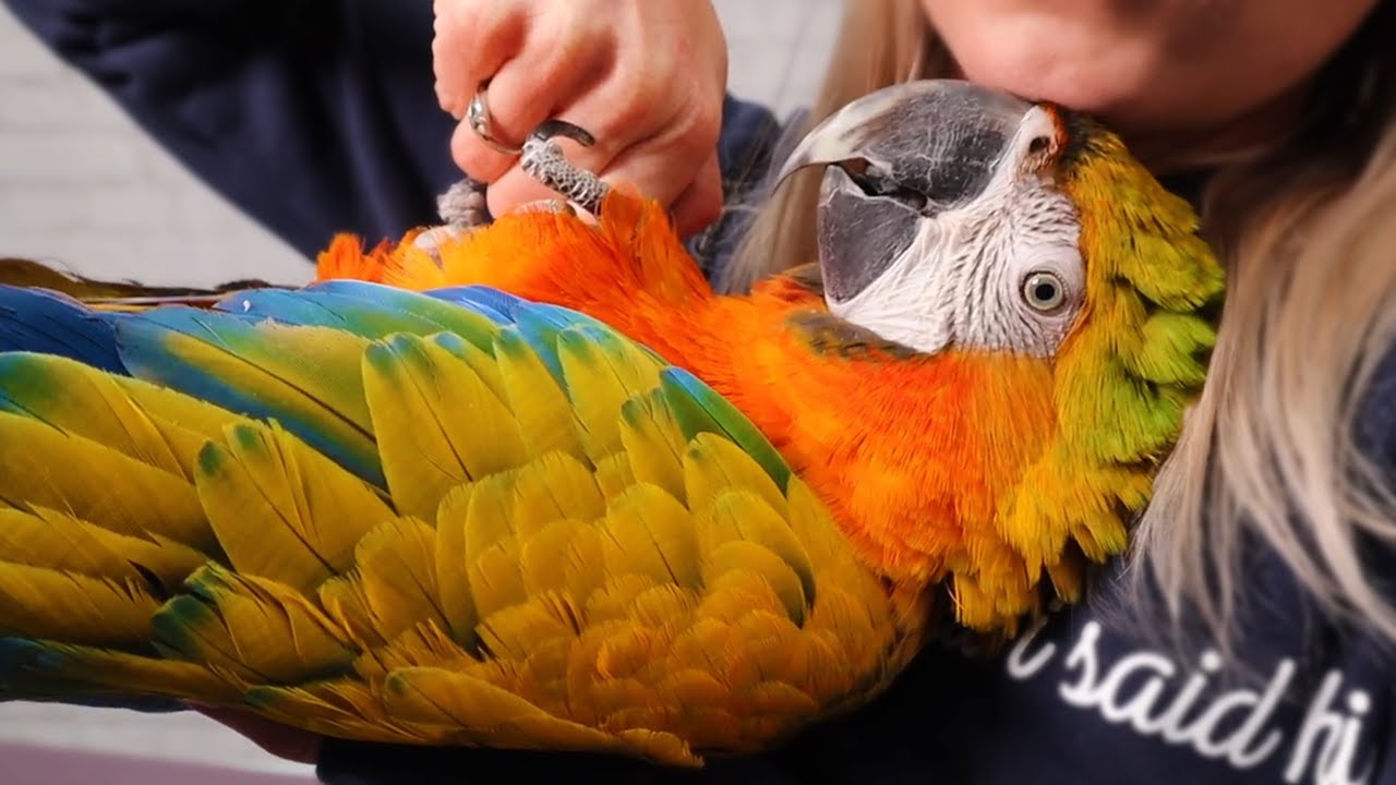 Sprouting 101 For Parrots 🌱 (And Comet Being CUTE For 15 mins STRAIGHT ...