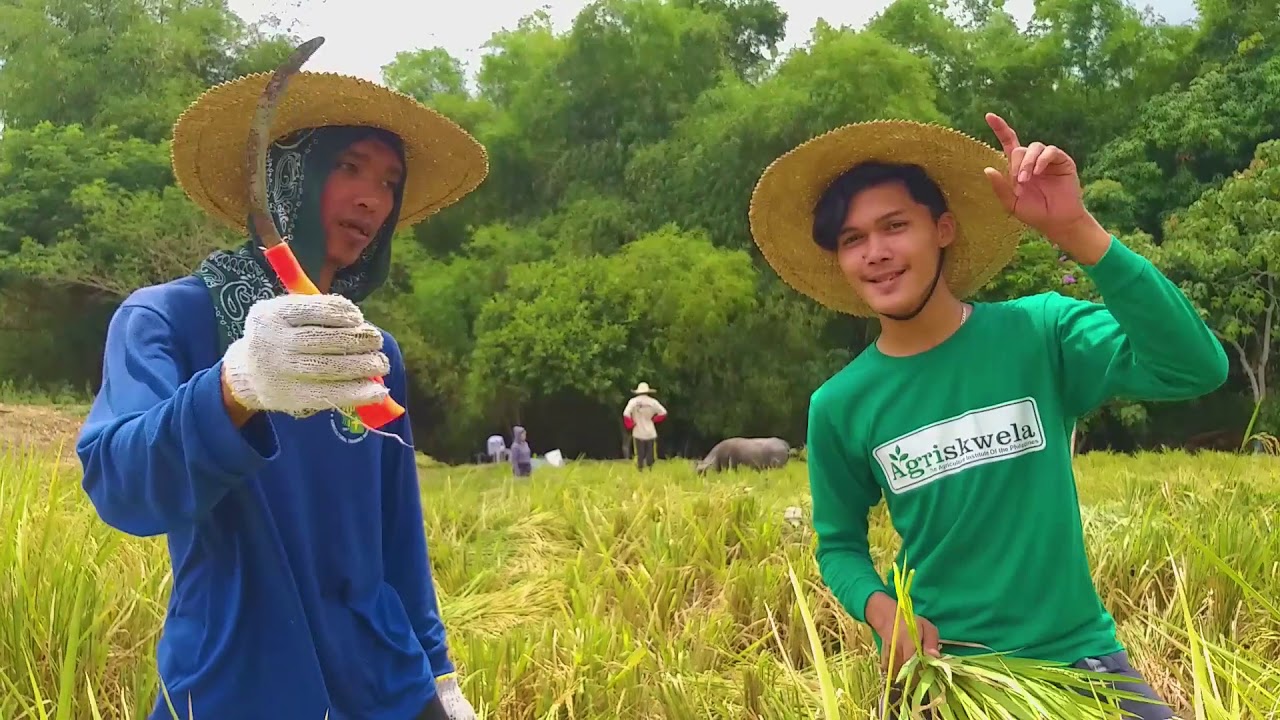 Harvesting Palay - YouTube