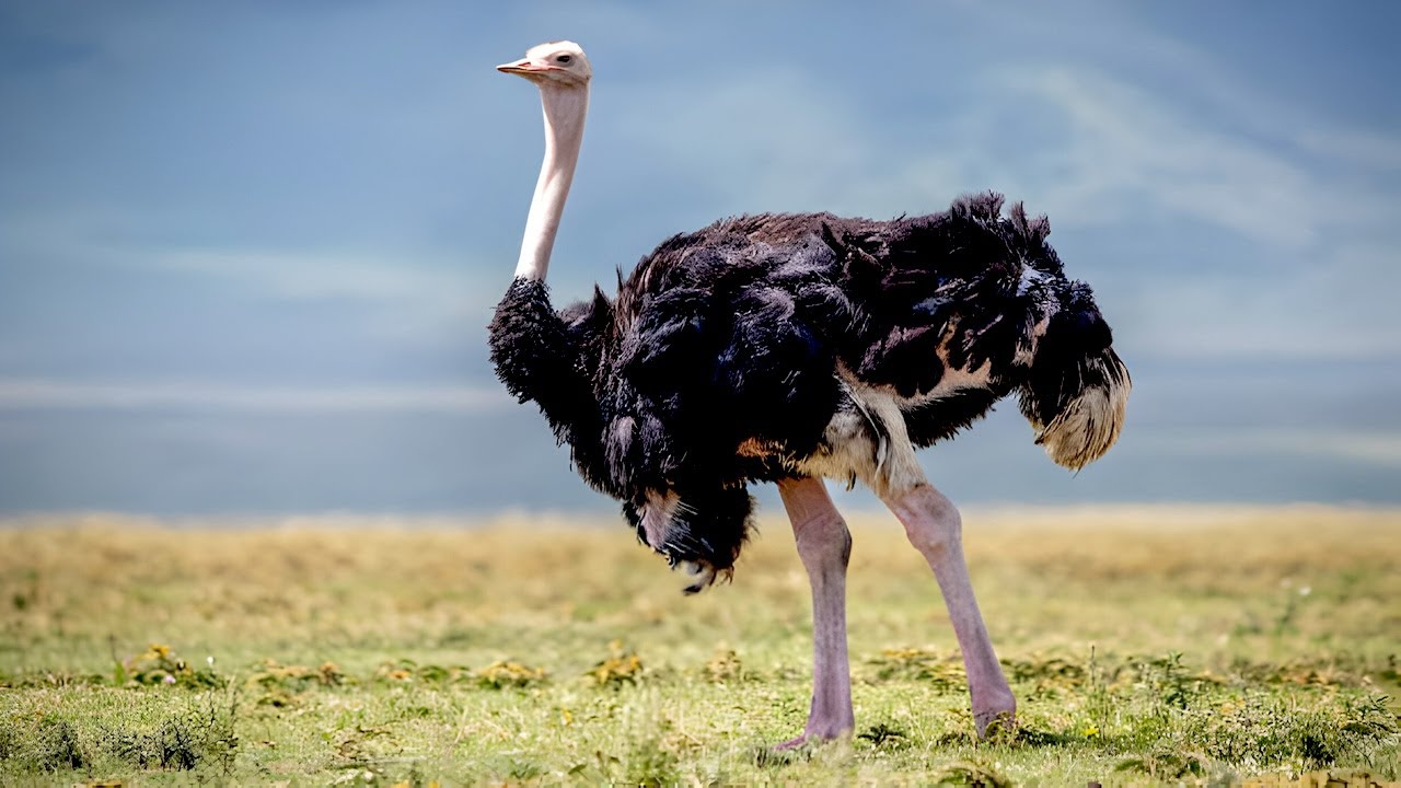 Ostrich: The World's Largest Bird / Documentary - YouTube
