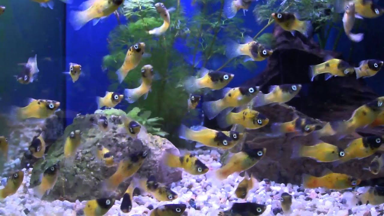 Cute Panda Platy Fish - Tropical Pet Fish उष्ण मछ्ली, গ্রীষ্মমন্ডলীয় ...