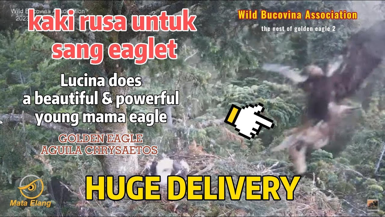 LUCINA CAPTURED DEER FOR EAGLET~ANAK ELANG DIBAWAIN KAKI RUSA 👍💪 - YouTube