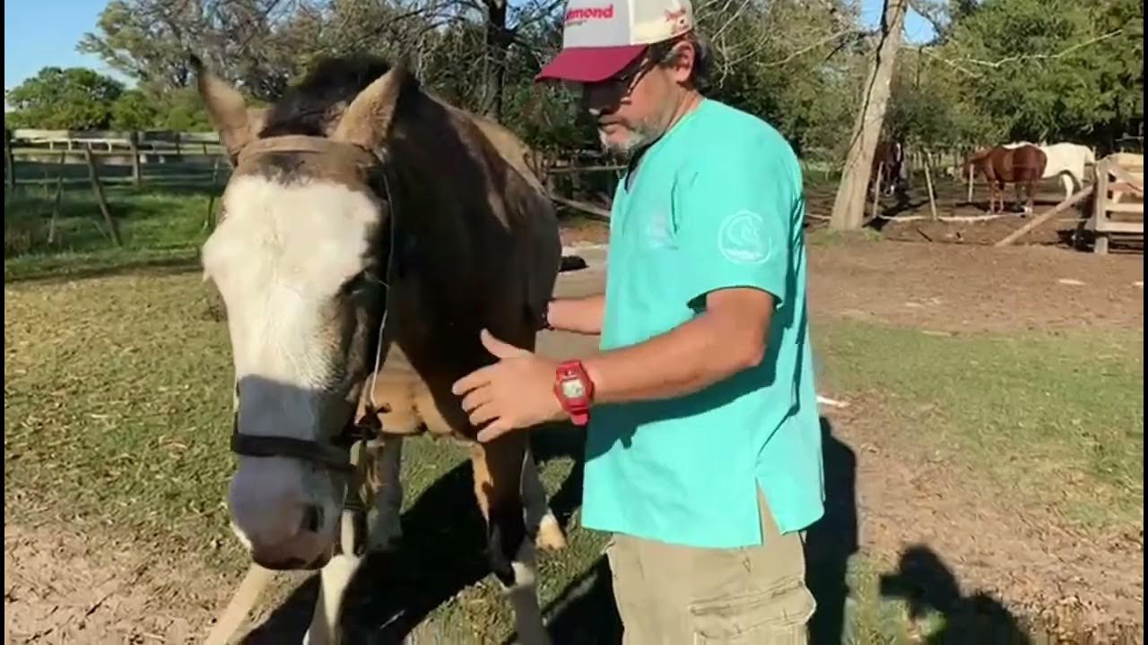 DETOR . Sedación y analgesia en equinos - YouTube