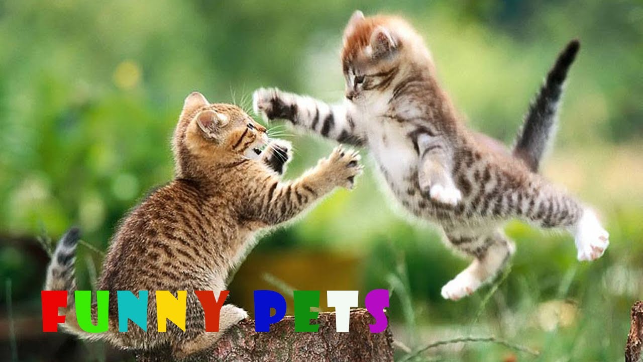Funniest Animals Scaring People Reactions of 2020 Weekly Compilation ...