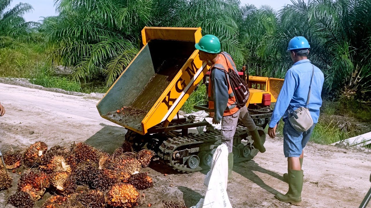 🔴Perdana uji coba pengangkutan buah sawit mengunakan mesin/Crawler Mini ...