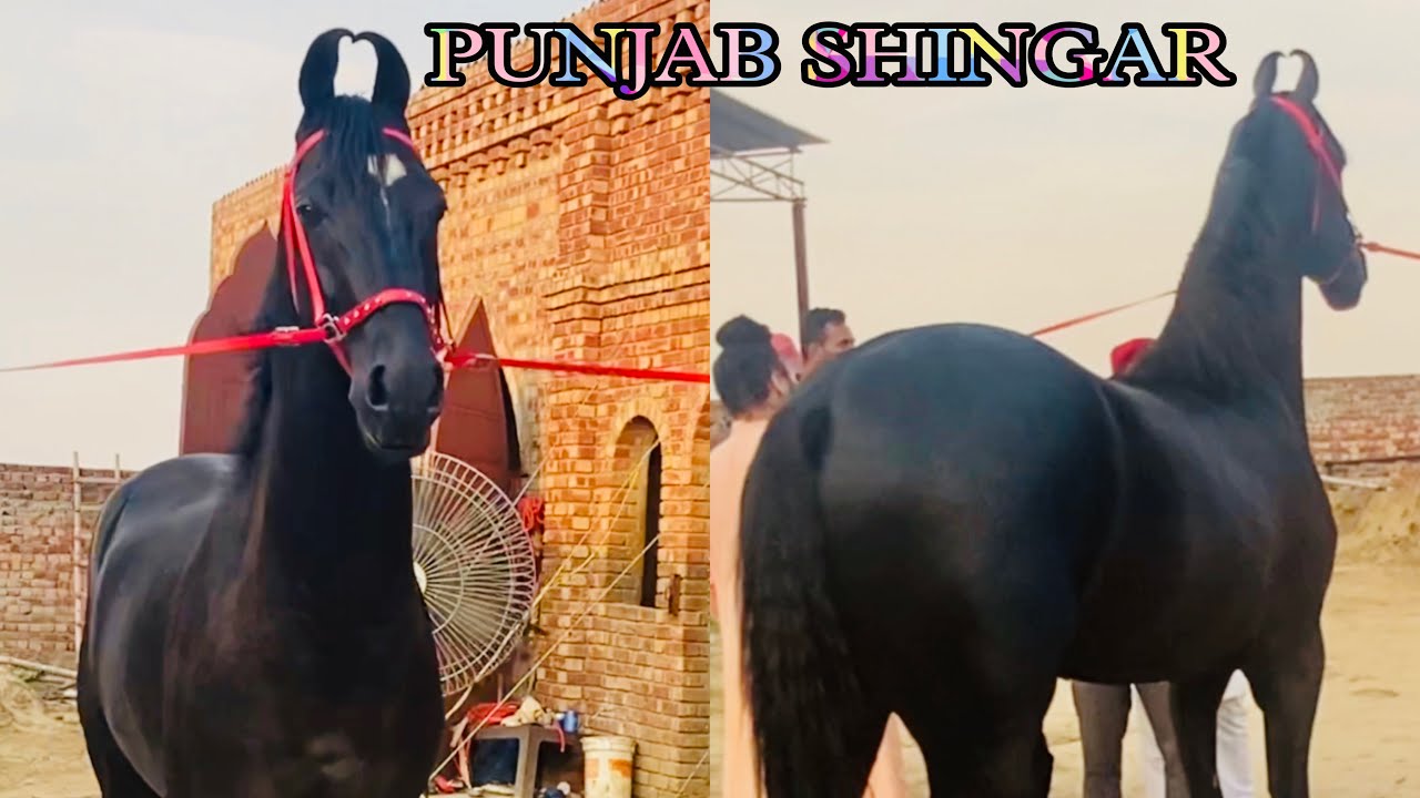 PUNJAB SHINGAR of Baba Gurwinder Singh g - YouTube
