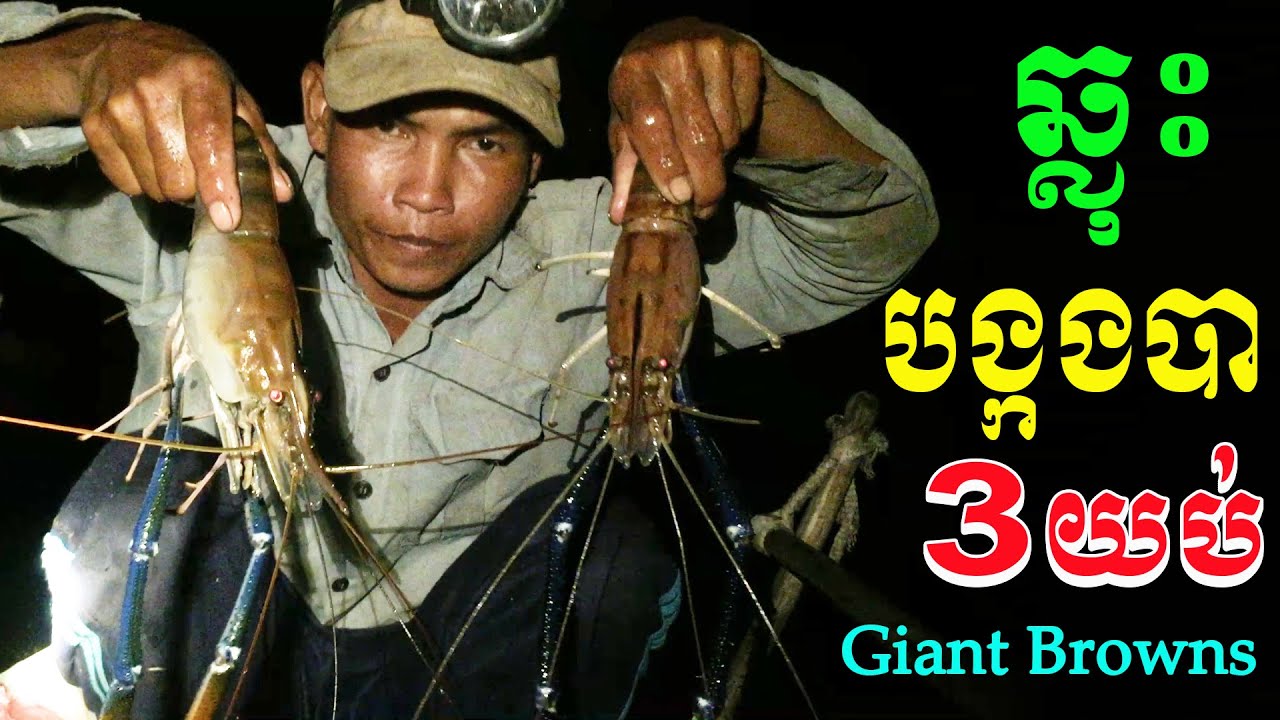 ឆ្លុះរកបង្កងបីយប់ហើយ Best ways to Catch Fresh Shrimp and Giant Prawns ...