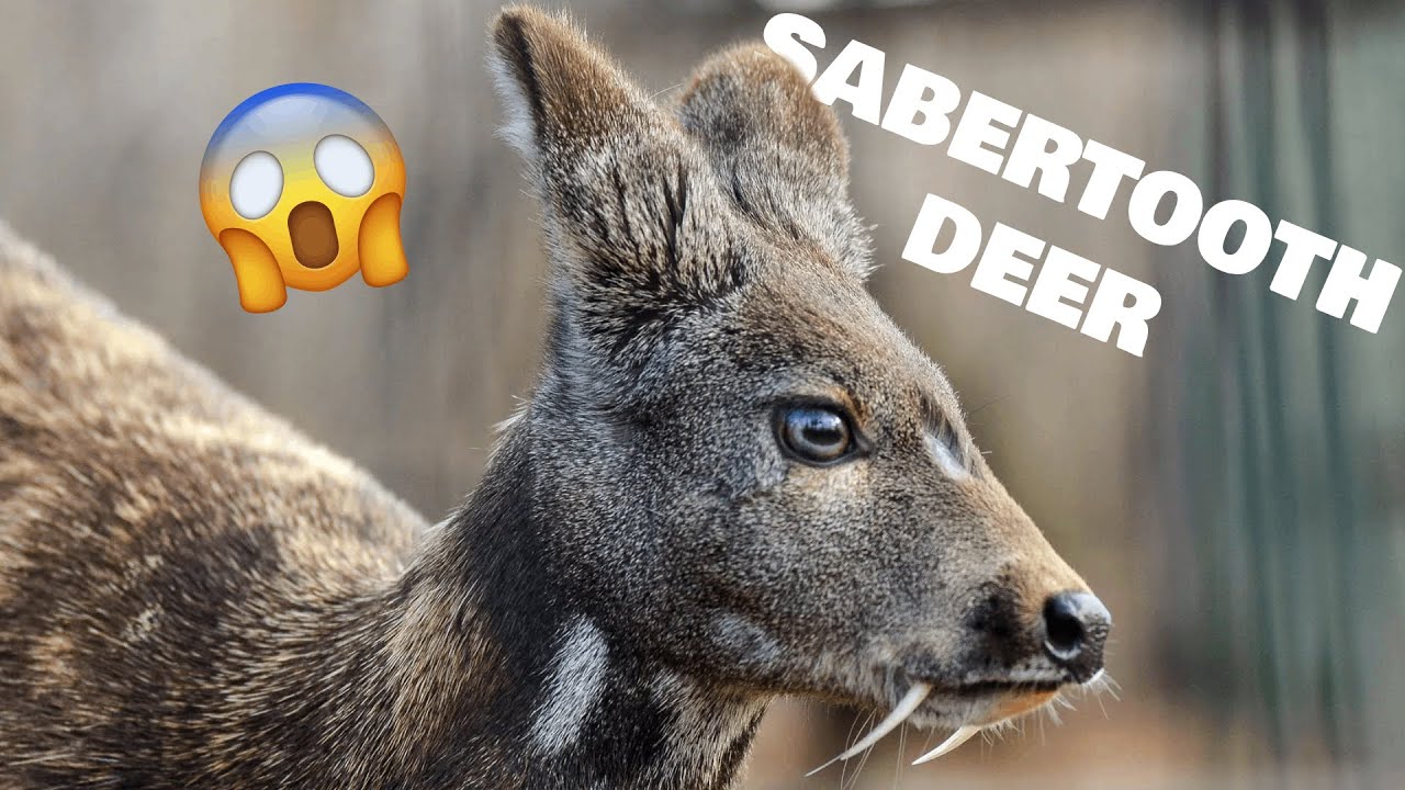 Mysteries of the Sabertooth Deer: Fascinating Musk Deer Facts You Need ...
