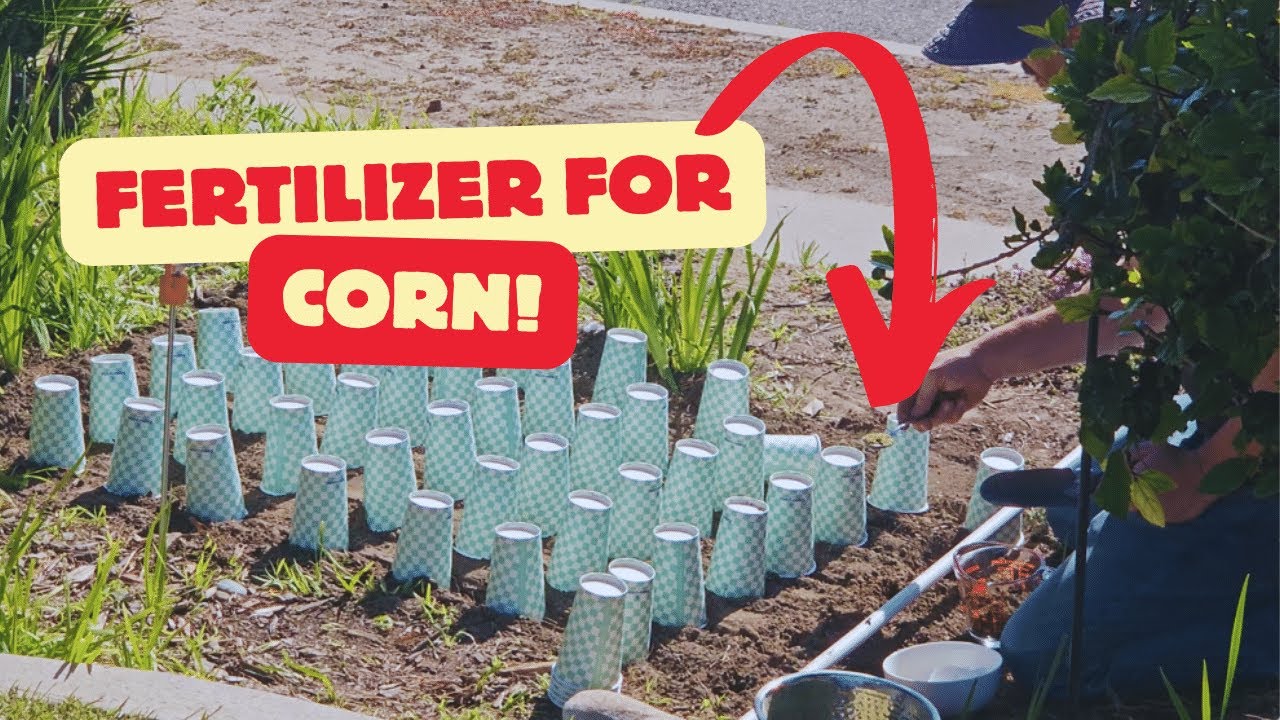How To Fertilize Corn In A Home Garden - YouTube
