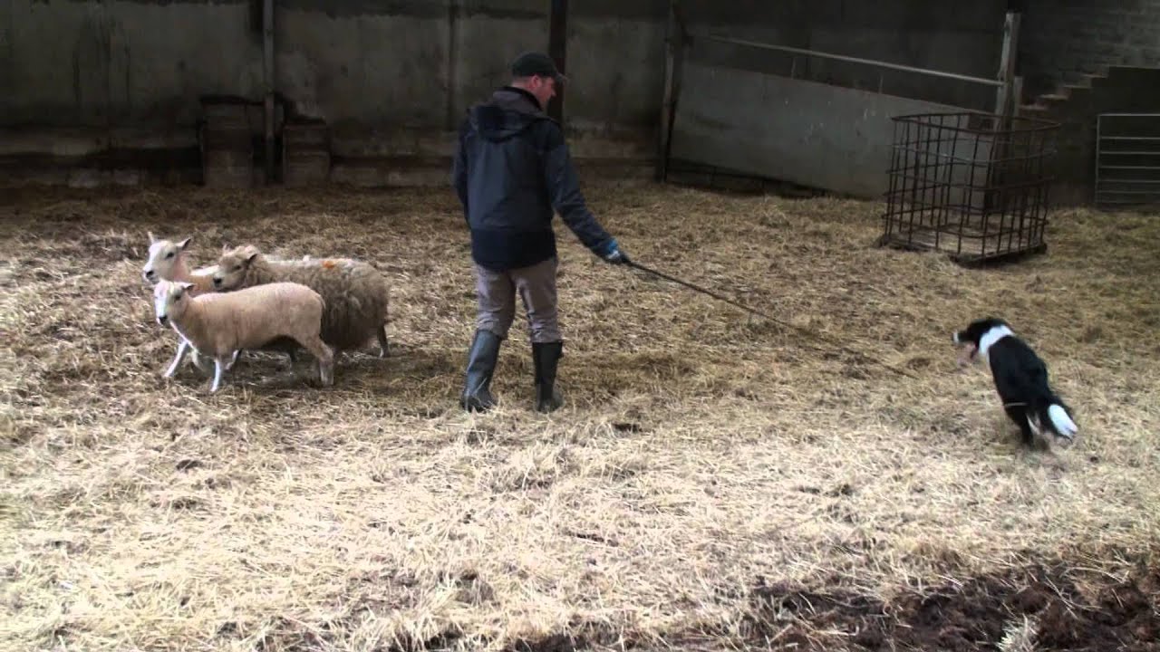 Learning to protect your sheep - YouTube