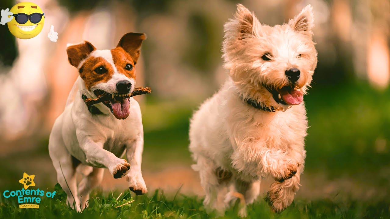 Fun And Funny Dogs #31 🤗(Cute And Funny Videos) - YouTube