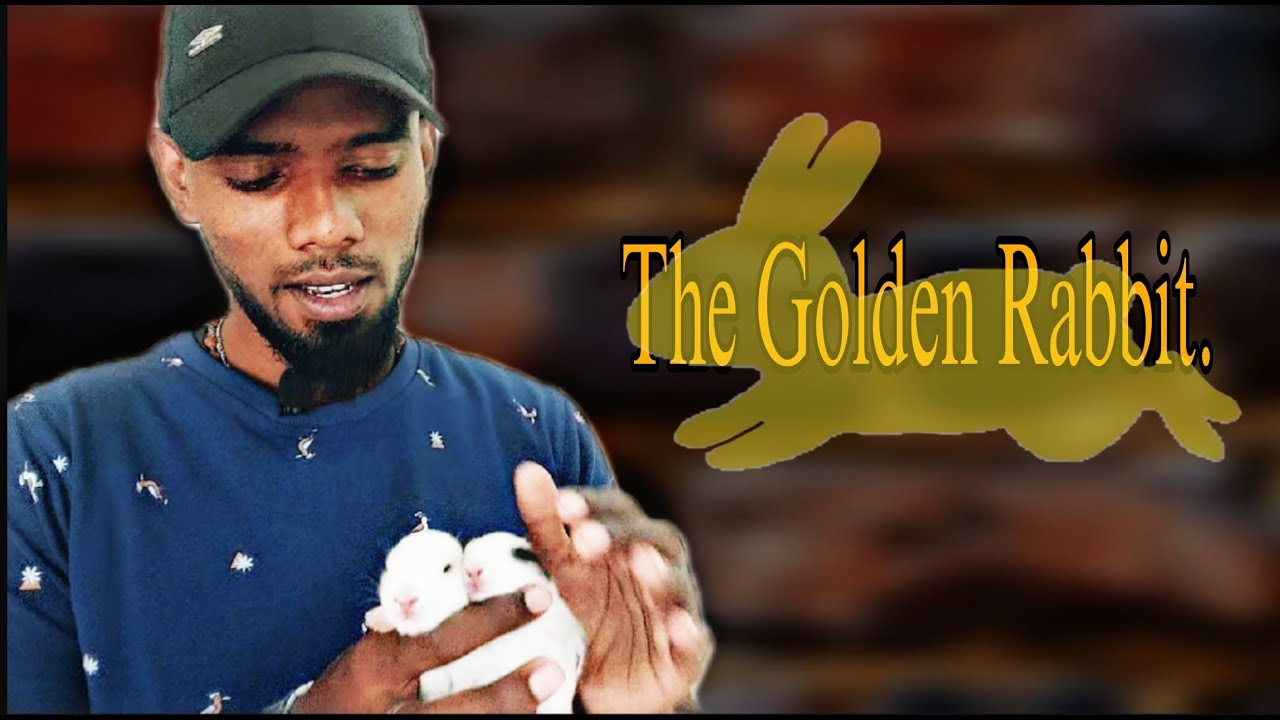 The Golden Rabbits!!!!! - YouTube