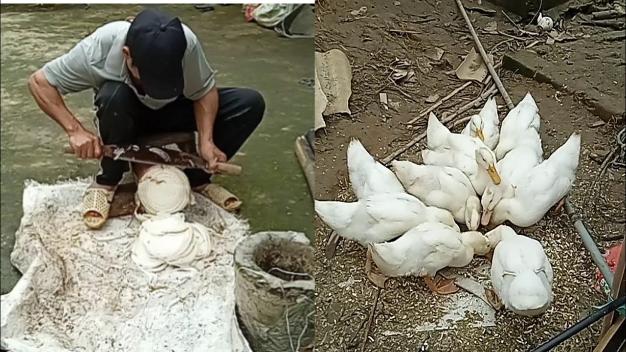 Ducks eat bananas tree and cassava roots. How to breeding clean ducks ...