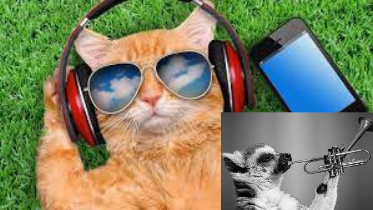 ANIMALS Reaction To MUSIC | Animal Moments | Funny pets animals videos ...