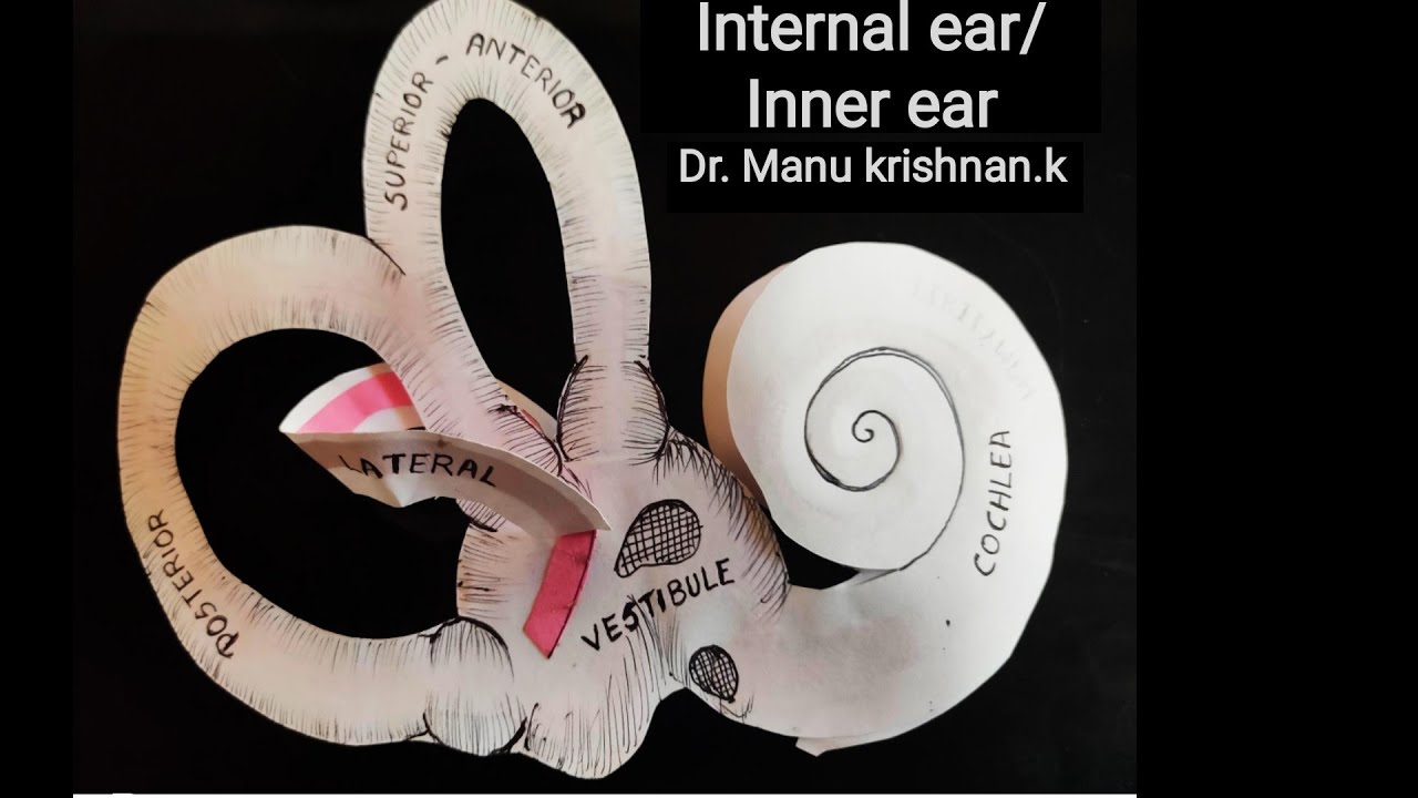 Ear Anatomy: Anatomy of internal ear or inner ear - YouTube
