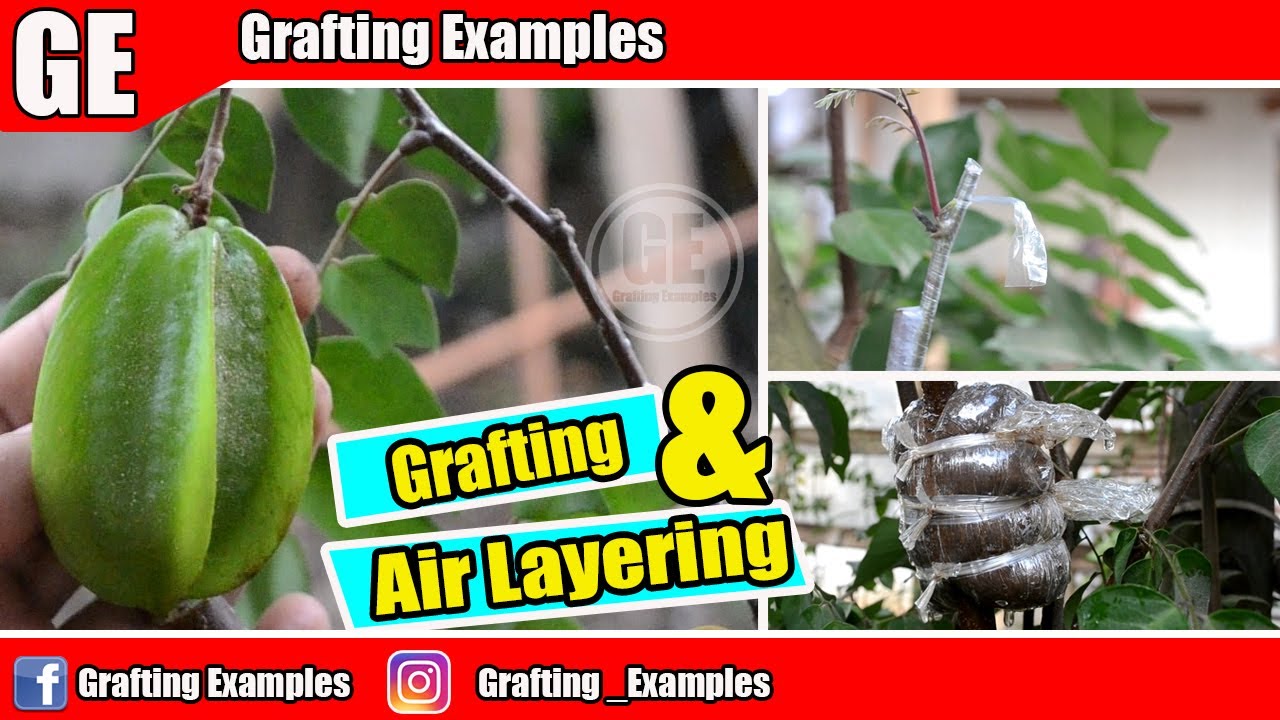 Grafting and Air Layering Star Fruit Tree - YouTube
