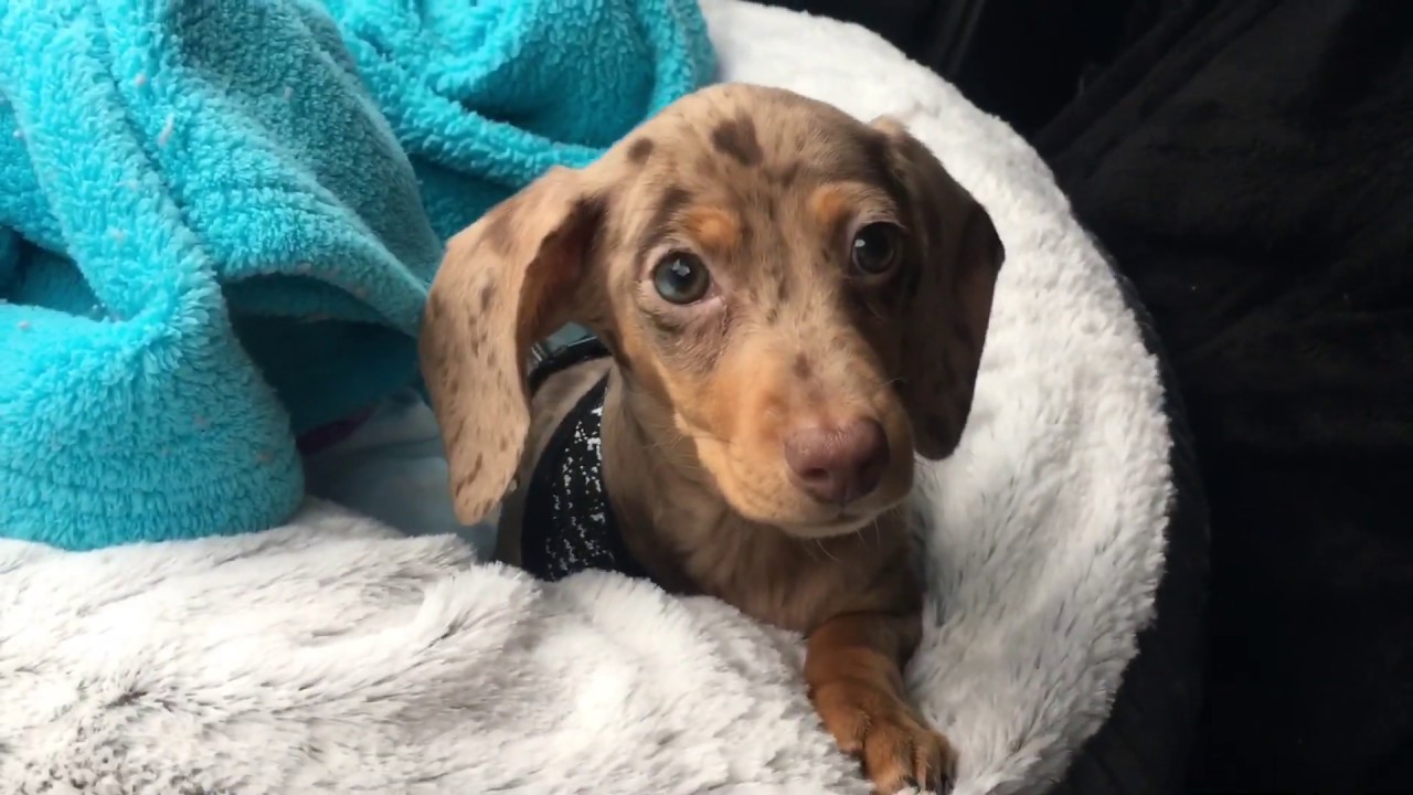 Mini Dachshund Weiner Dog Puppy playing - 10wks - YouTube