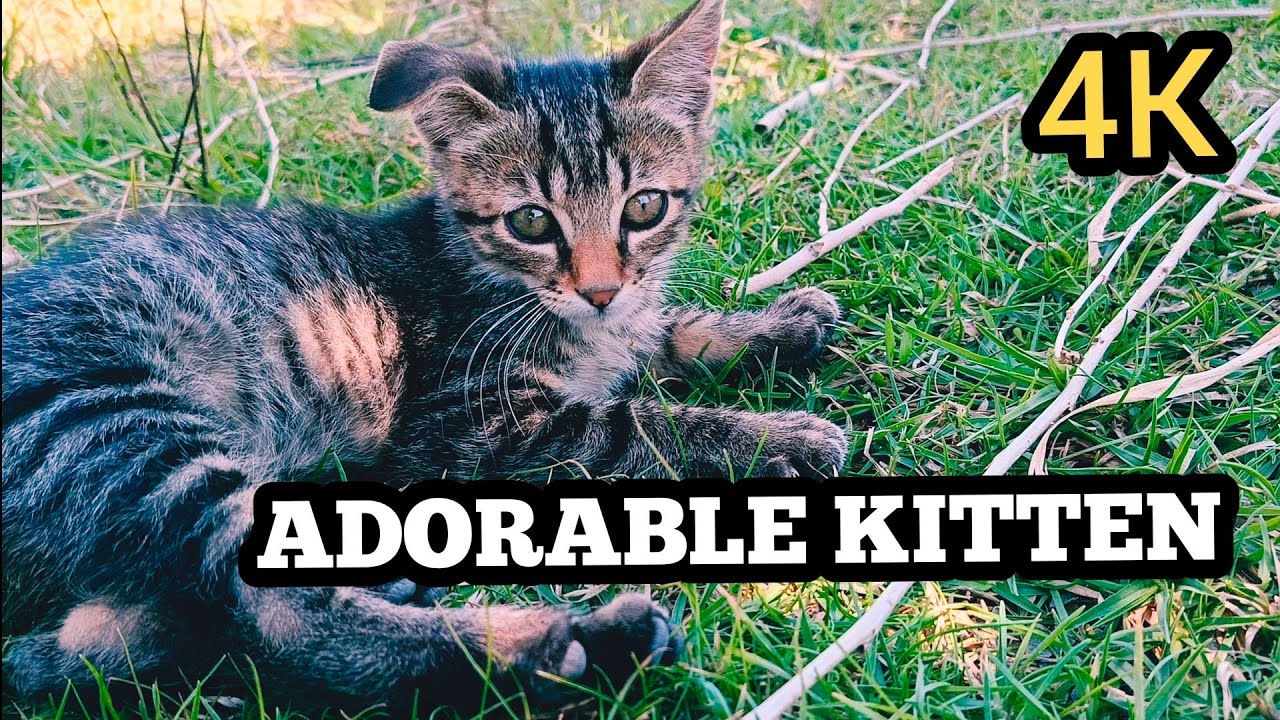 Adorable kitten videos | Un Chaton Adorable - YouTube