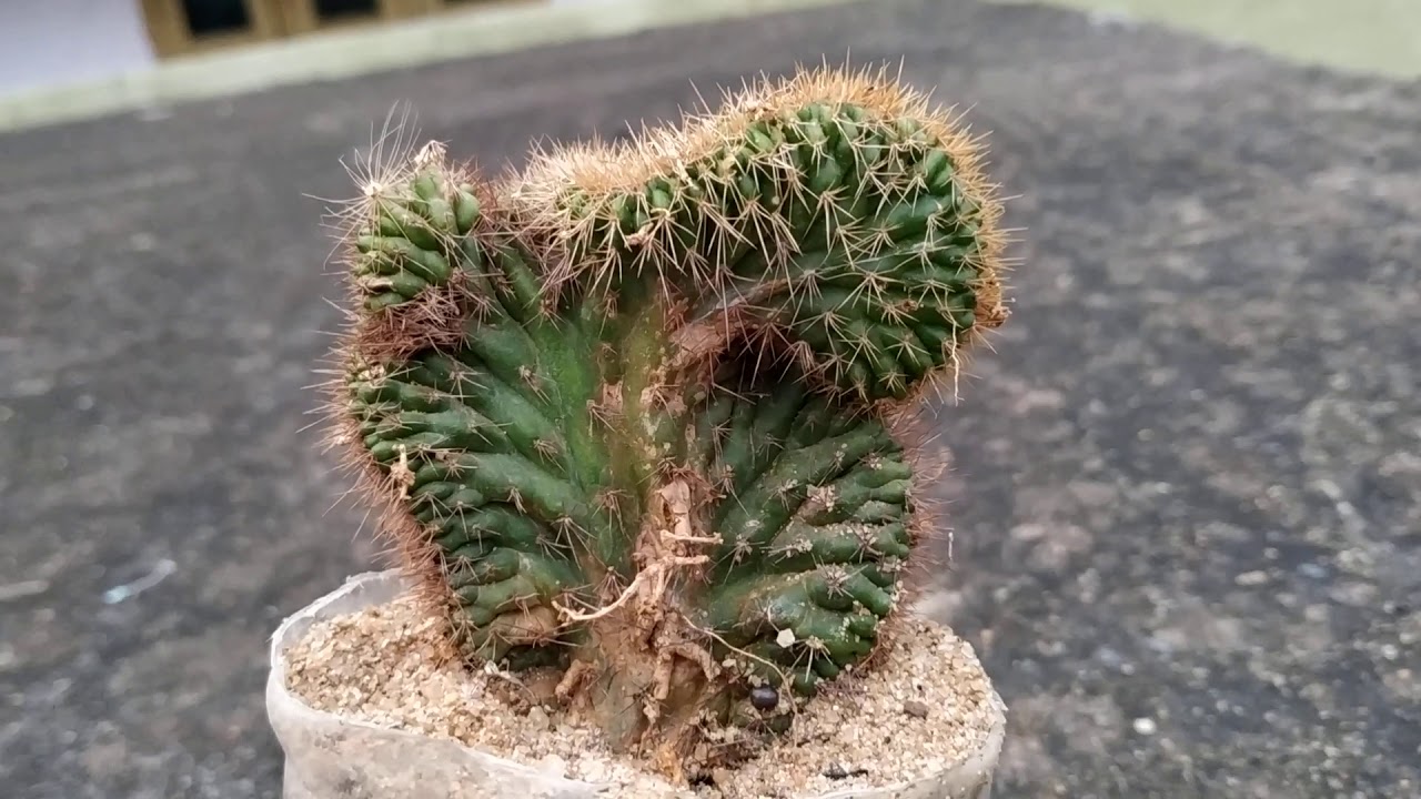Crest cactus # India cactus#manbhum nursery #CRESTED ECHINOPSIS - YouTube