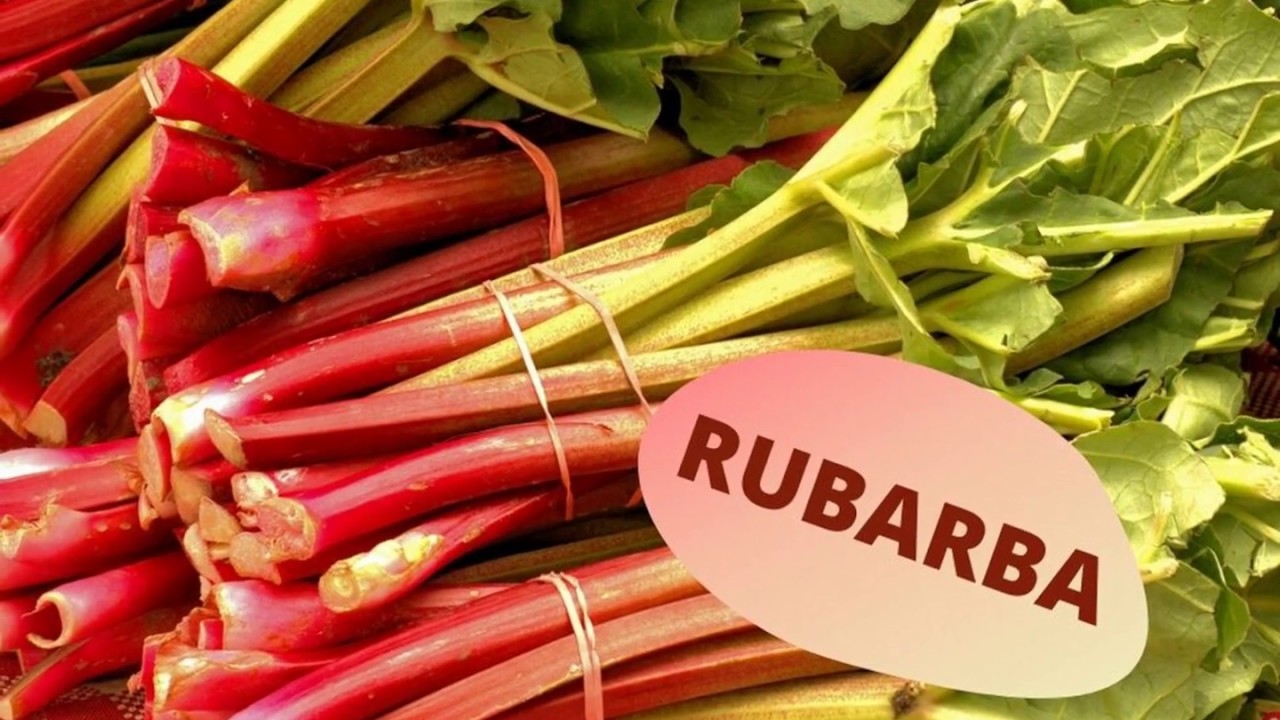 RUBARBA - beneficii - YouTube