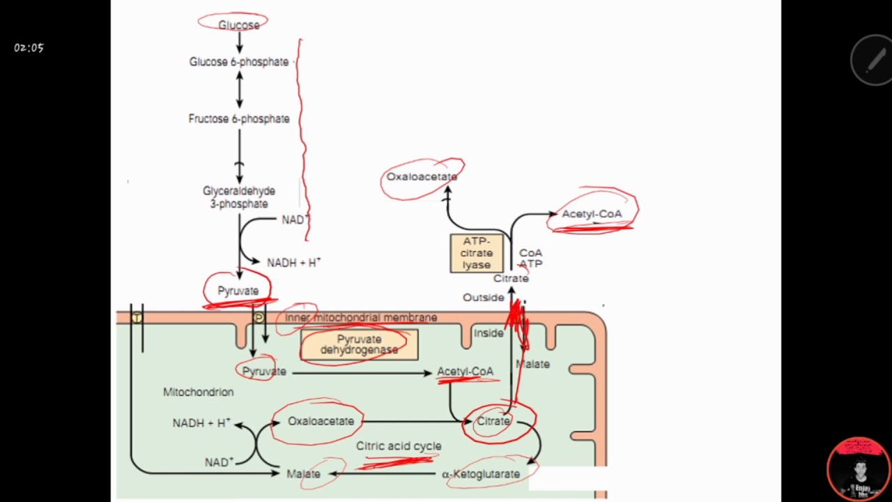 Biochemistry Nutrition course lecture( 9 ) part 1 - fatty acid ...
