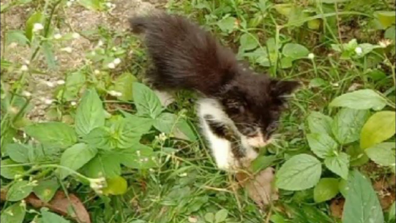 Anak Kucing Tersesat Di Hutan, Teriak Minta Ikut Pulang - YouTube