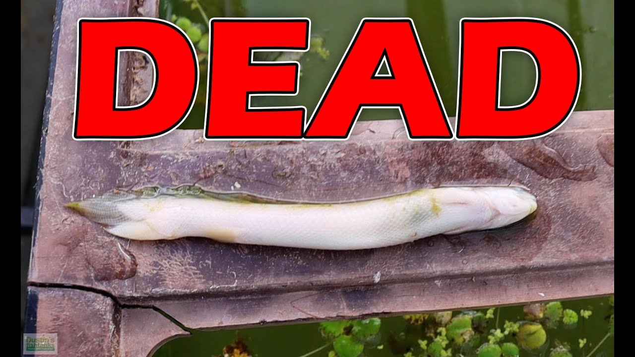 DEAD AQUARIUM FISH. Frozen Fish. KY Winter Blast - YouTube